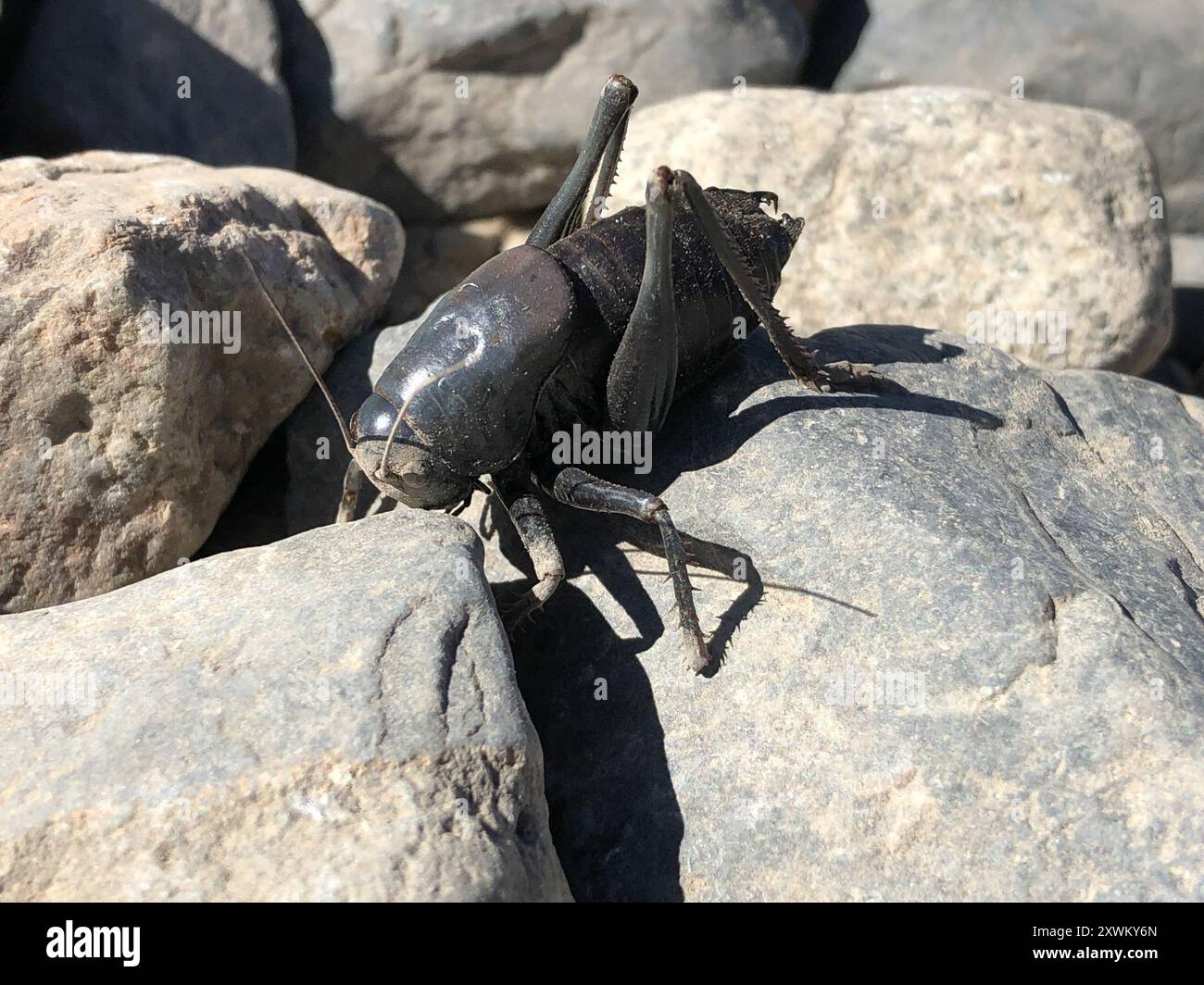Anabrus simplex hi-res stock photography and images - Alamy