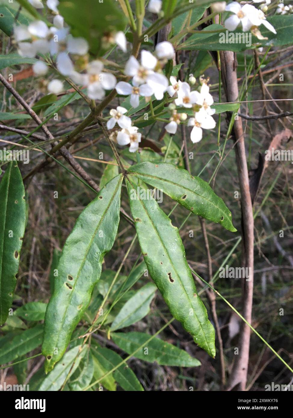 (Zieria arborescens arborescens) Plantae Stock Photo - Alamy