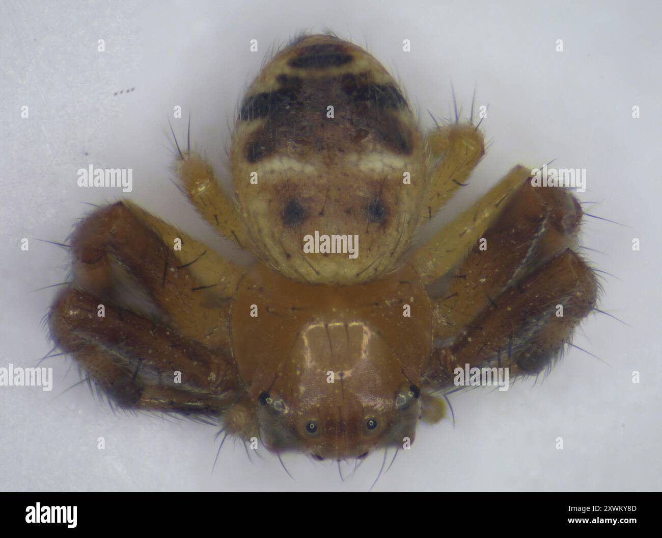 Napoleon Spider (Synema globosum) Arachnida Stock Photo - Alamy