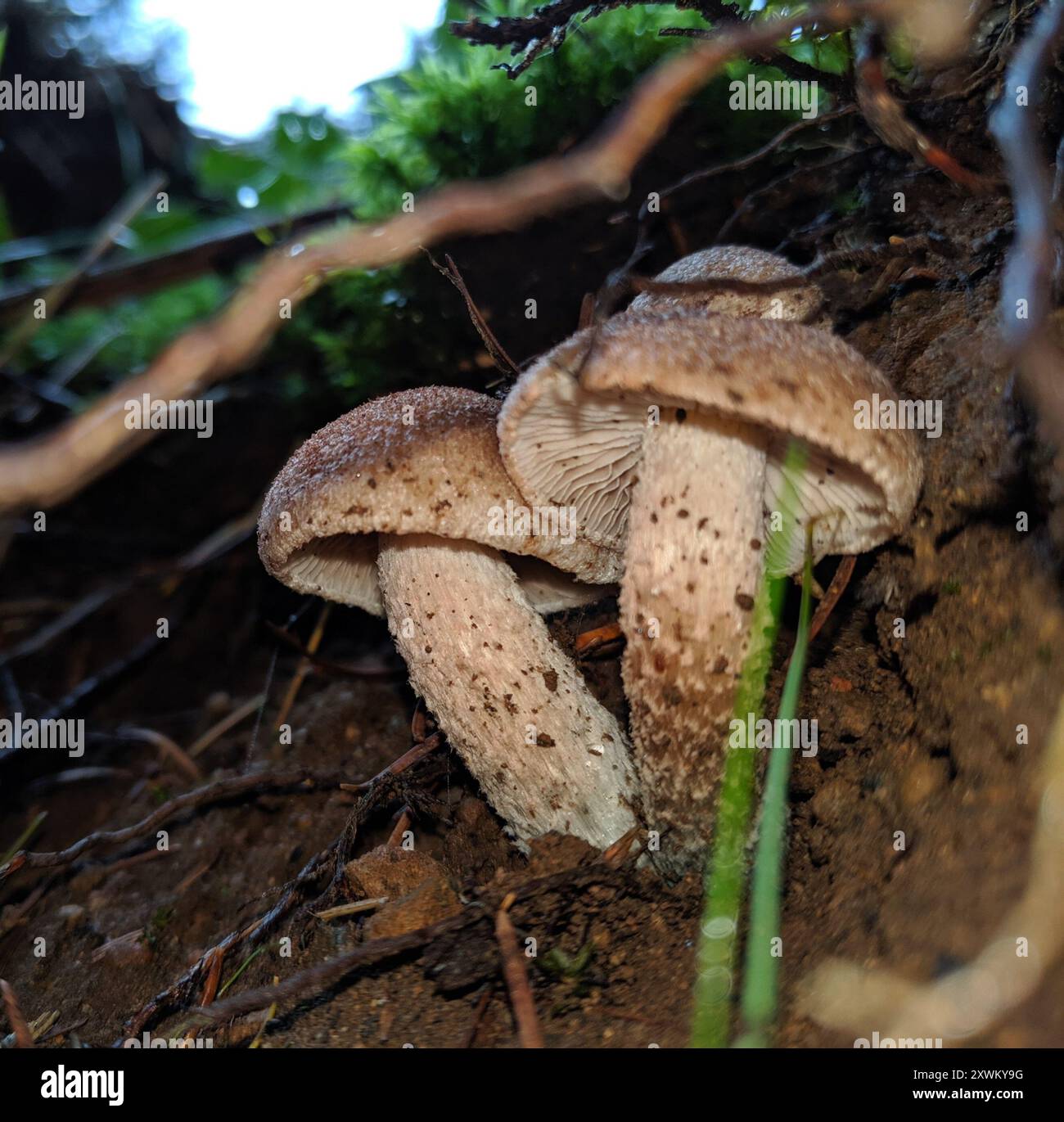 weeping widow (Lacrymaria lacrymabunda) Fungi Stock Photo - Alamy