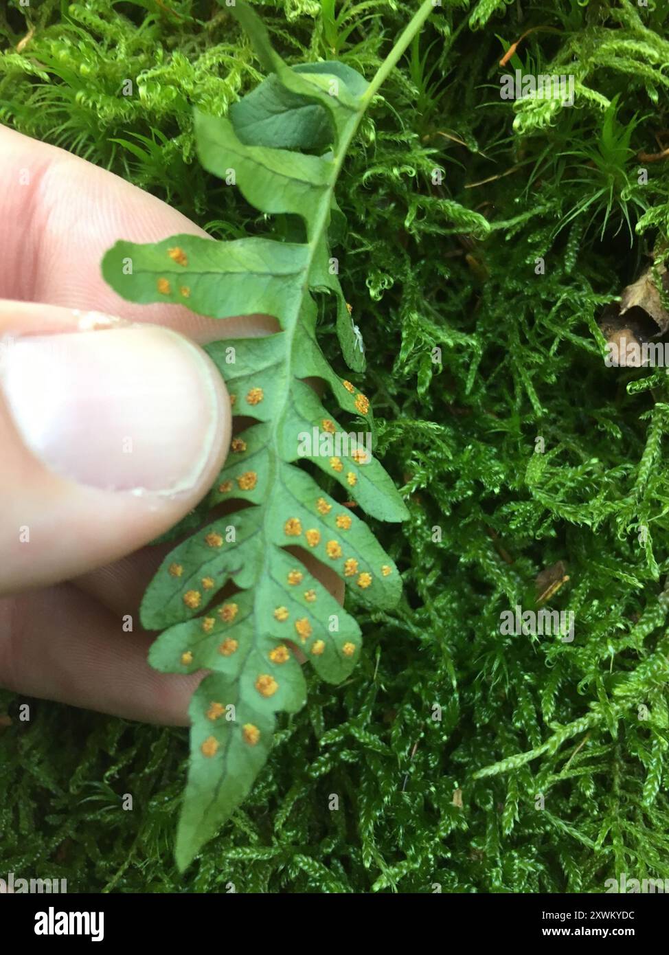 common polypody (Polypodium vulgare) Plantae Stock Photo - Alamy
