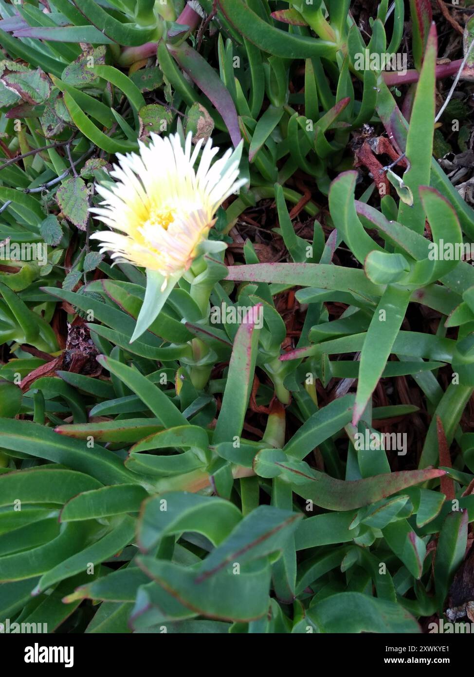 sea fig (Carpobrotus edulis) Plantae Stock Photo - Alamy