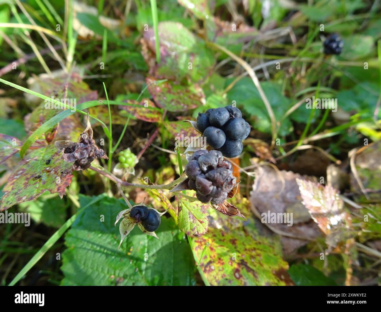 European dewberry (Rubus caesius) Plantae Stock Photo - Alamy