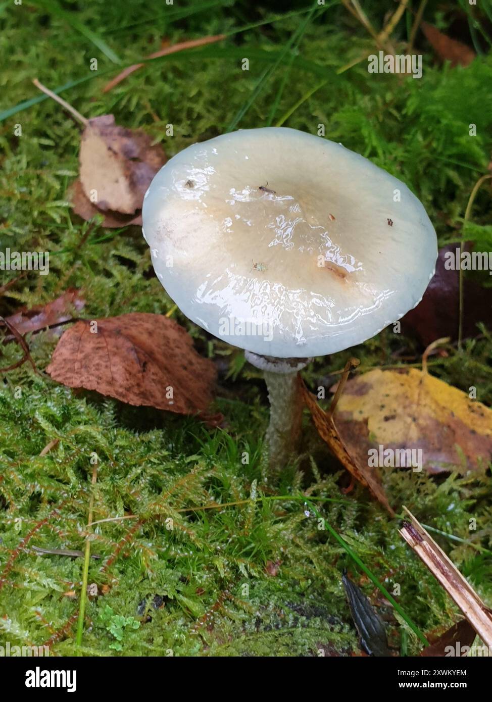 Verdigris Agaric (Stropharia aeruginosa) Fungi Stock Photo - Alamy