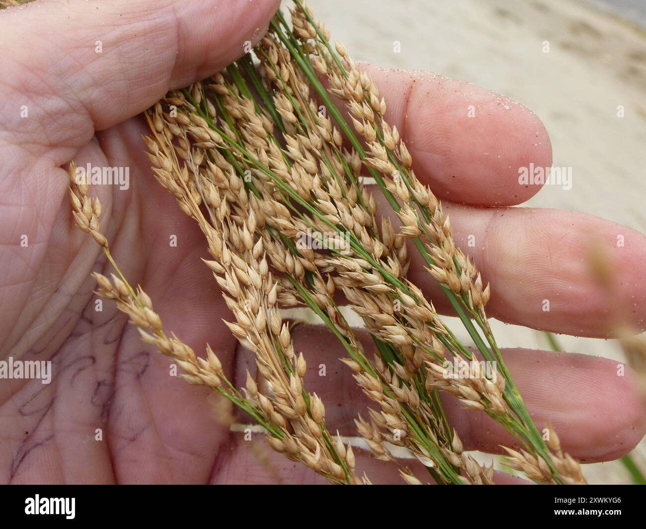 grasses (Poaceae) Plantae Stock Photo - Alamy