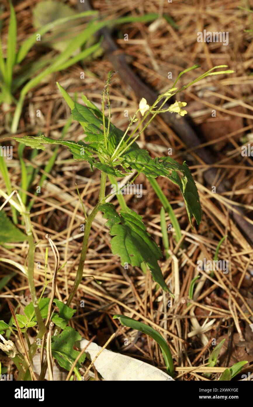 small balsam (Impatiens parviflora) Plantae Stock Photo - Alamy