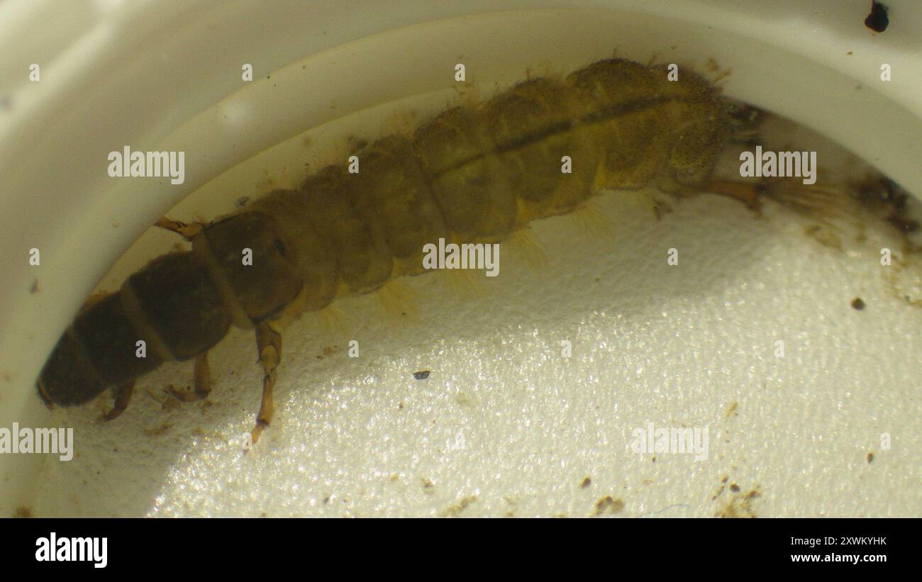 Net-spinning Caddisflies (Hydropsychidae) Insecta Stock Photo - Alamy