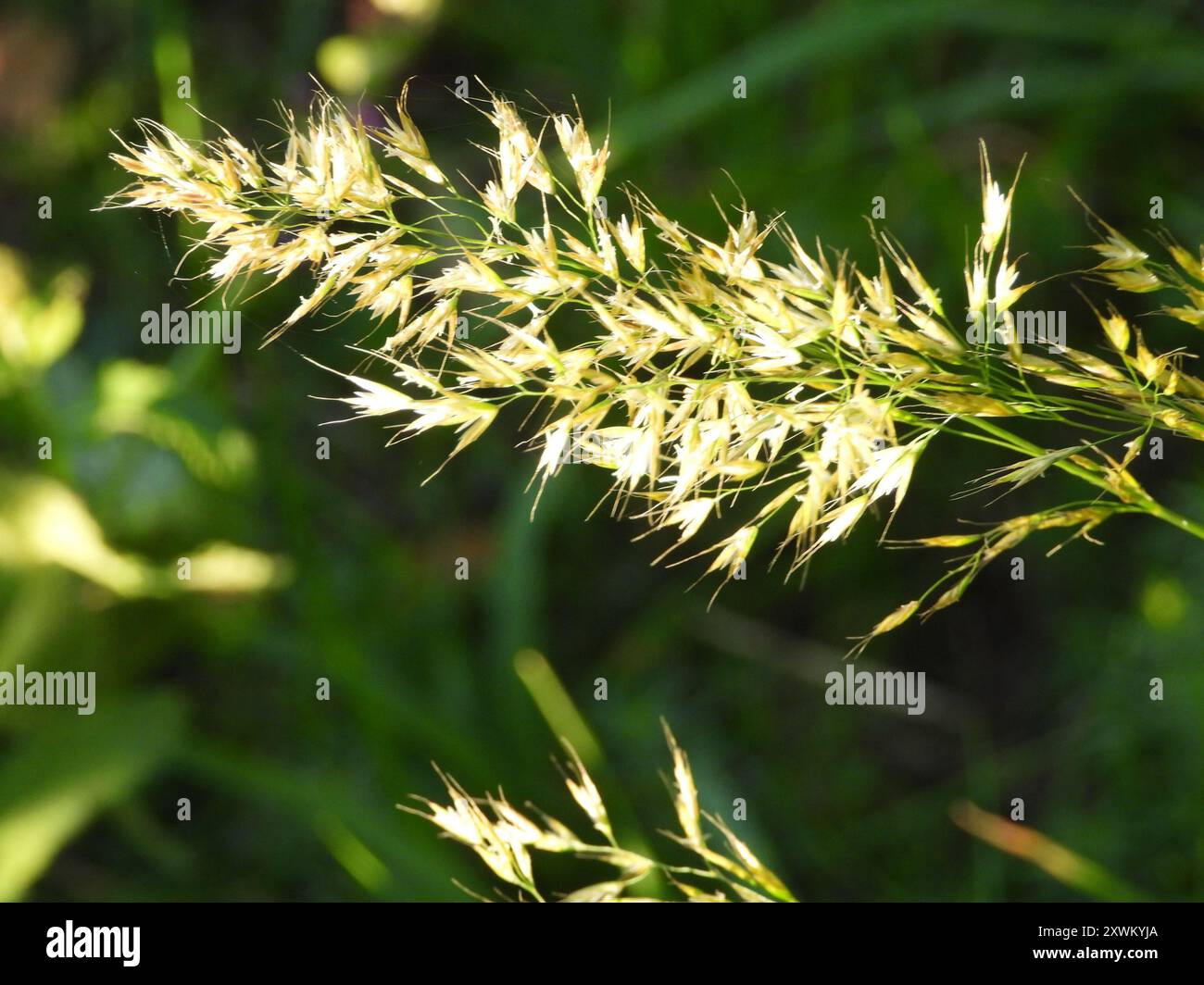 Yellow Oat-grass (Trisetum flavescens) Plantae Stock Photo - Alamy
