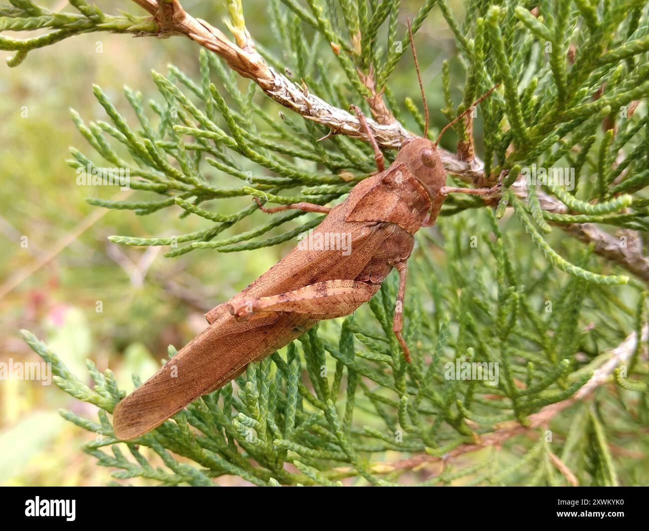 Carolina Grasshopper (Dissosteira carolina) Insecta Stock Photo - Alamy