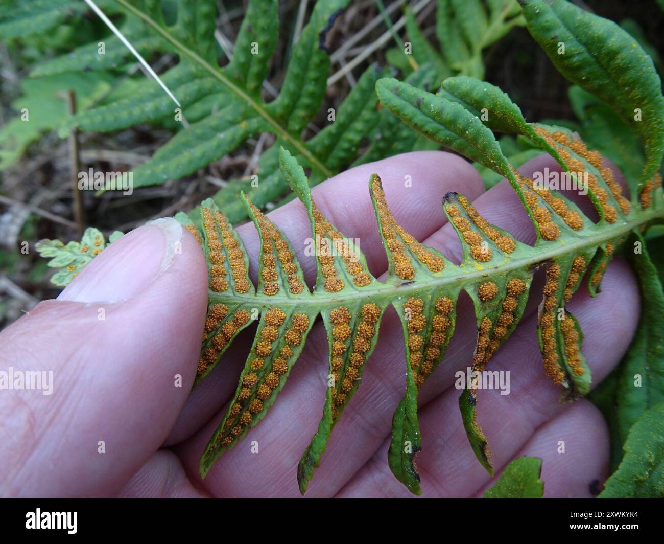 intermediate polypody (Polypodium interjectum) Plantae Stock Photo - Alamy