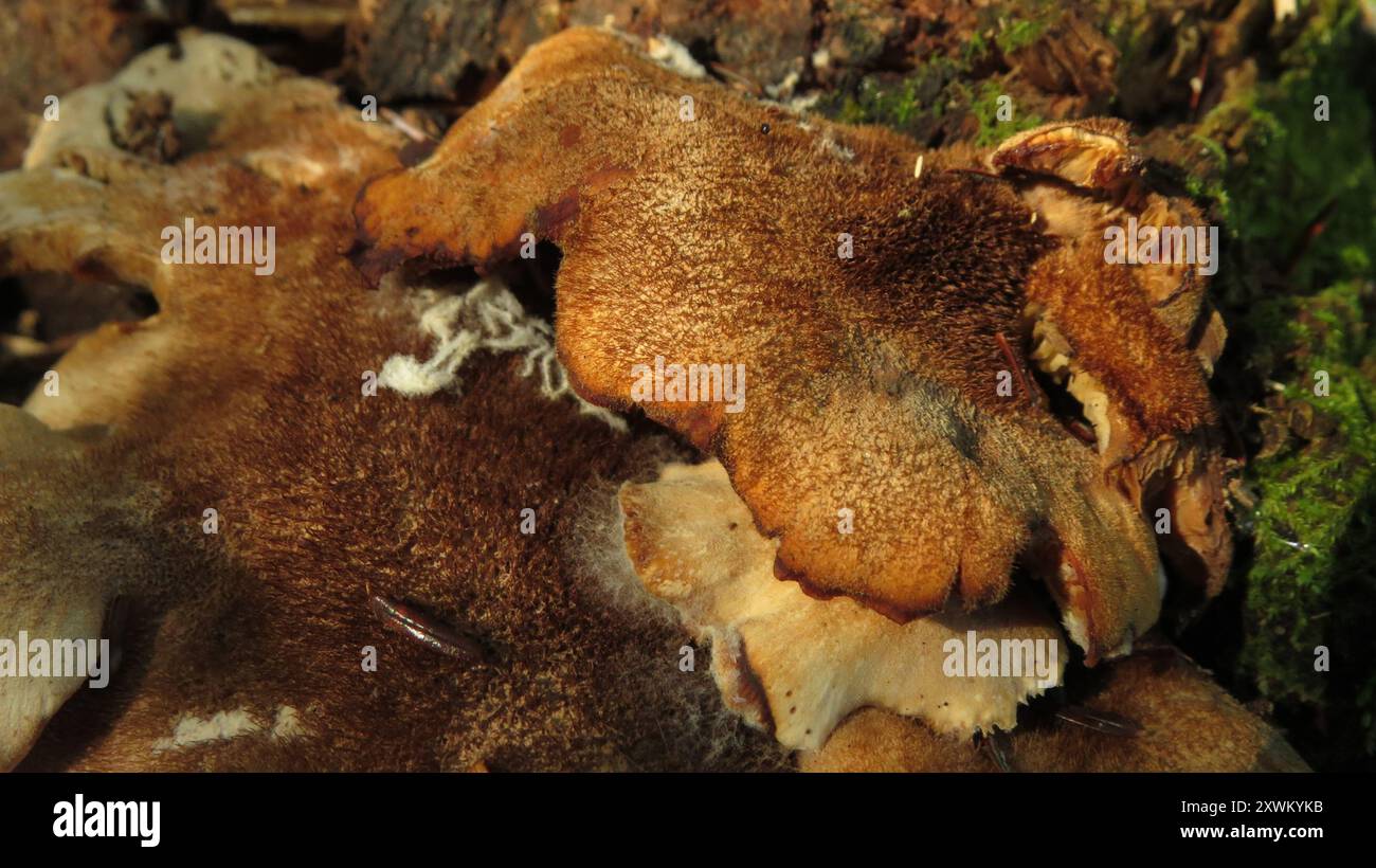bear lentinus (Lentinellus ursinus) Fungi Stock Photo - Alamy