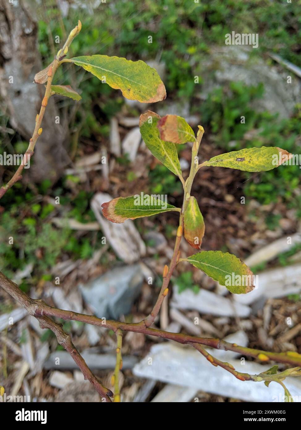 vascular plants (Tracheophyta) Plantae Stock Photo - Alamy