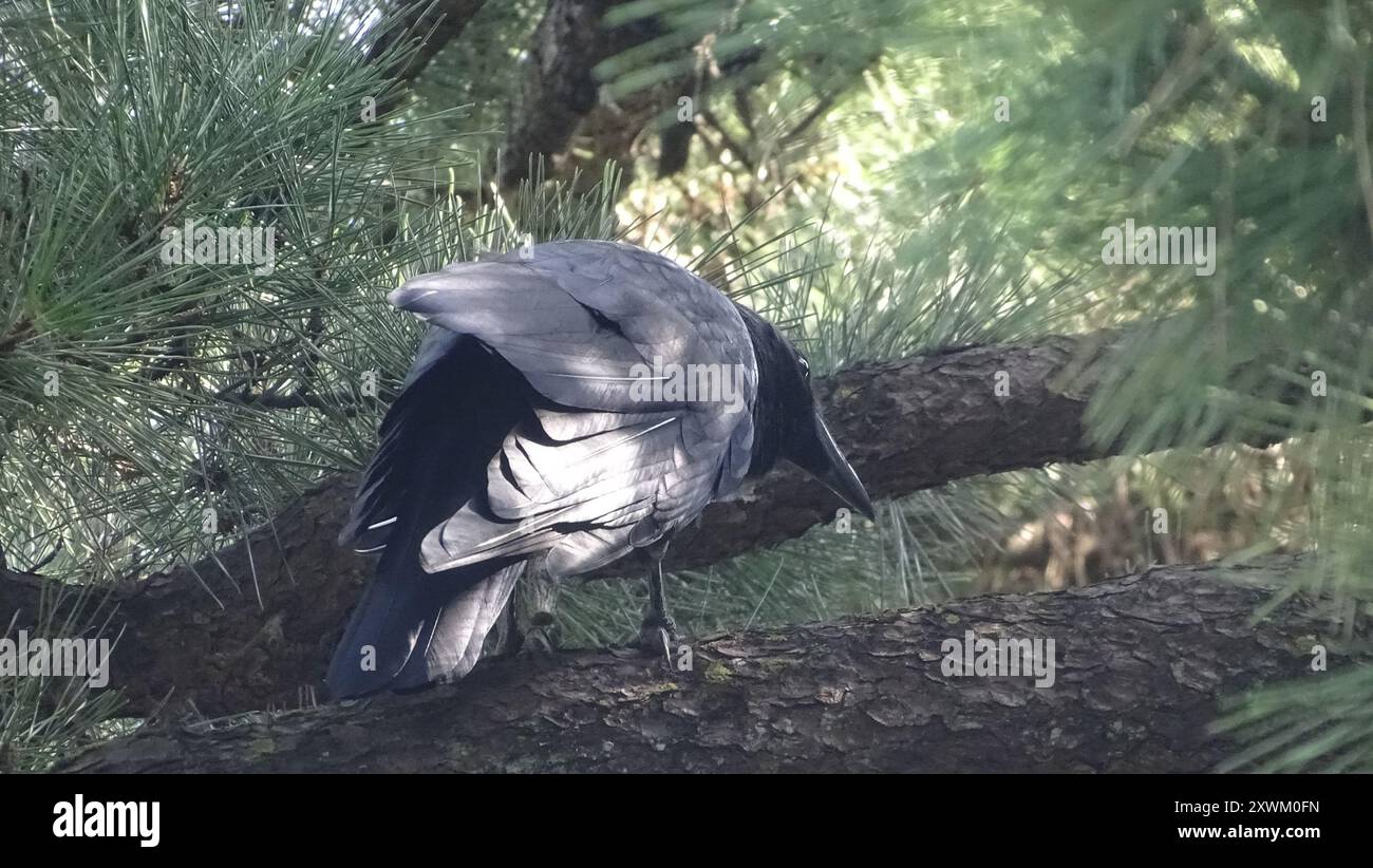 Large-billed Crow (Corvus macrorhynchos) Aves Stock Photo - Alamy