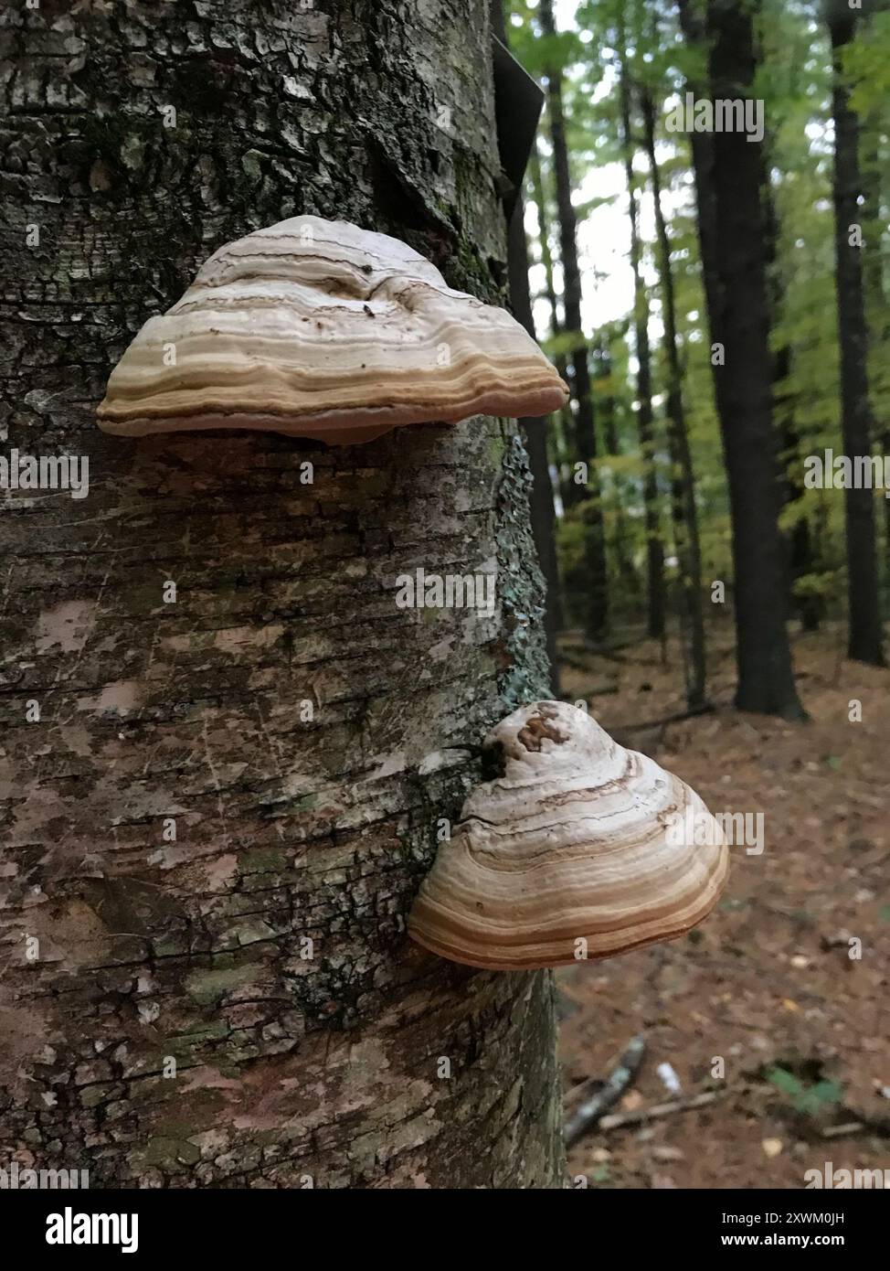 Hoof Fungus (Fomes fomentarius) Fungi Stock Photo - Alamy