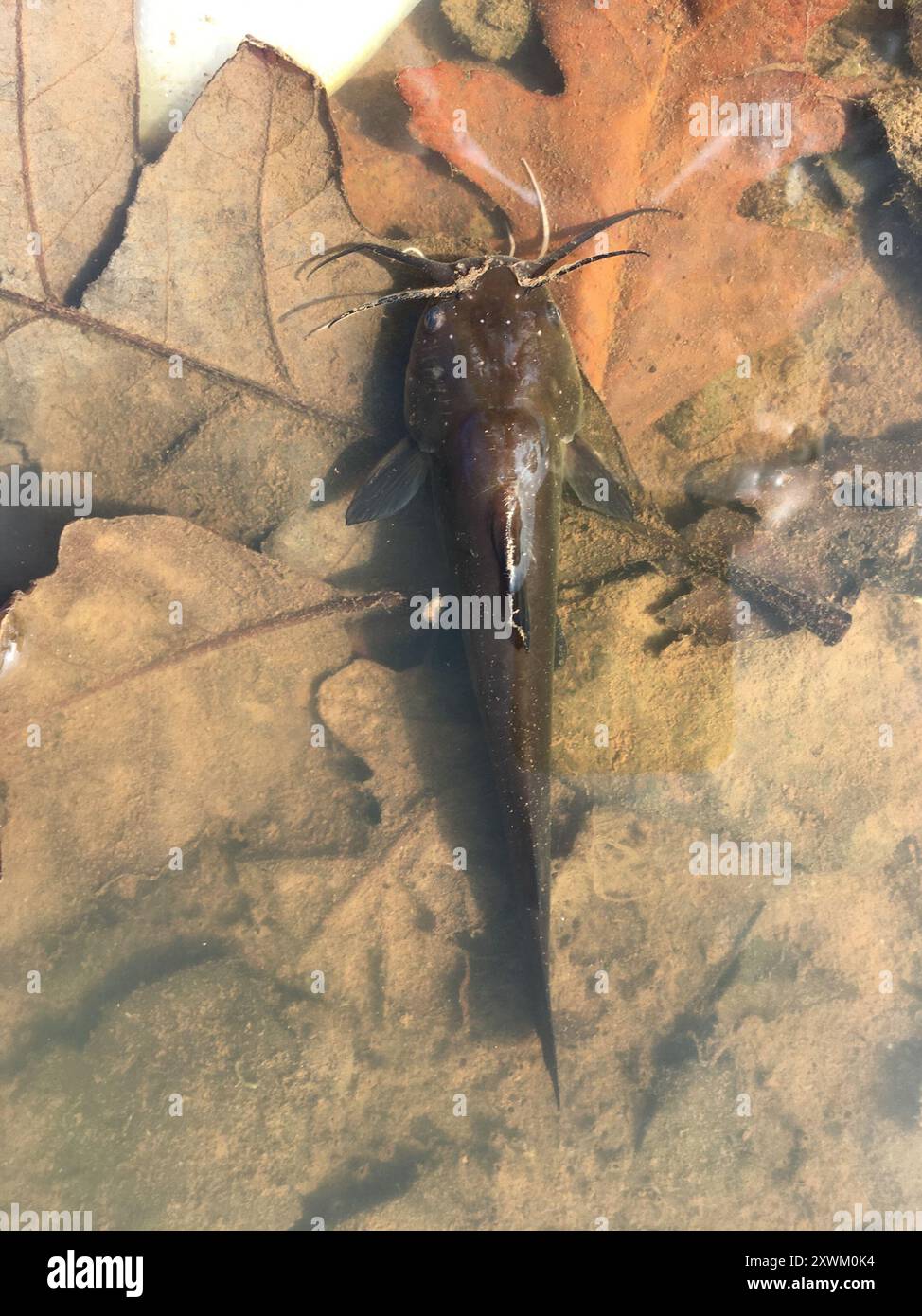 Bullheads (Ameiurus) Actinopterygii Stock Photo - Alamy