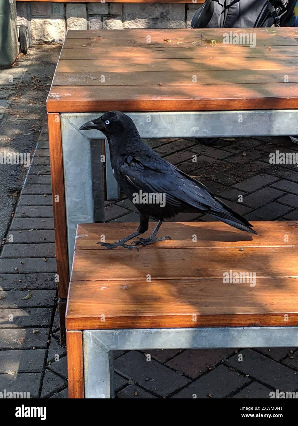 Torresian crow corvus orru hi-res stock photography and images - Alamy