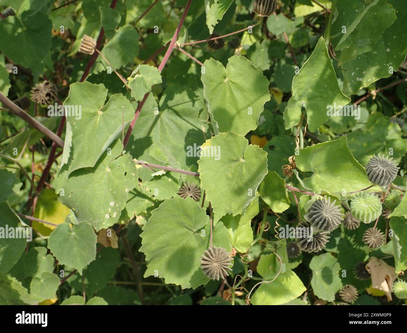Indian Mallow (Abutilon indicum) Plantae Stock Photo - Alamy