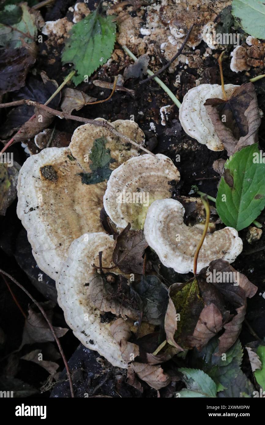 Lumpy Bracket (Trametes gibbosa) Fungi Stock Photo - Alamy