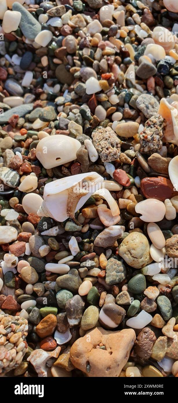 Persian conch hi-res stock photography and images - Alamy