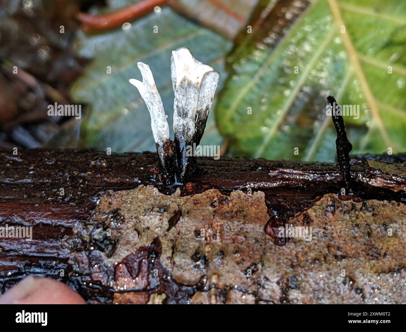 Candlesnuff Fungus (Xylaria hypoxylon) Fungi Stock Photo - Alamy