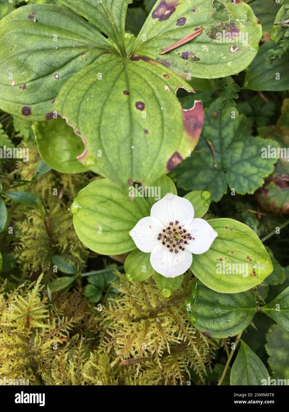 Western Bunchberry (Cornus unalaschkensis) Plantae Stock Photo - Alamy