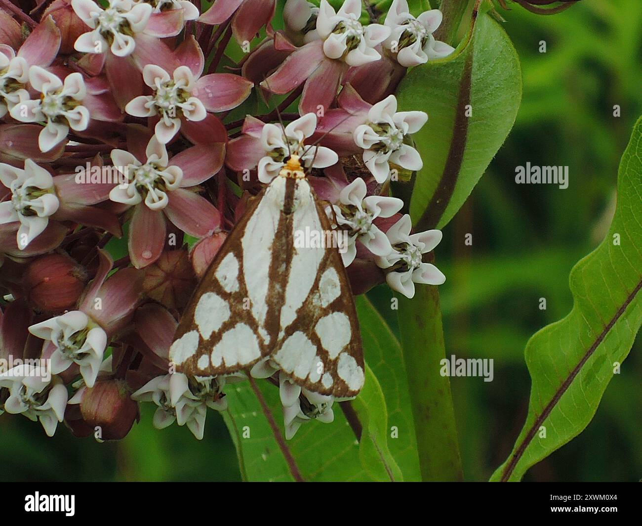 Reversed Haploa Moth (Haploa reversa) Insecta Stock Photo - Alamy