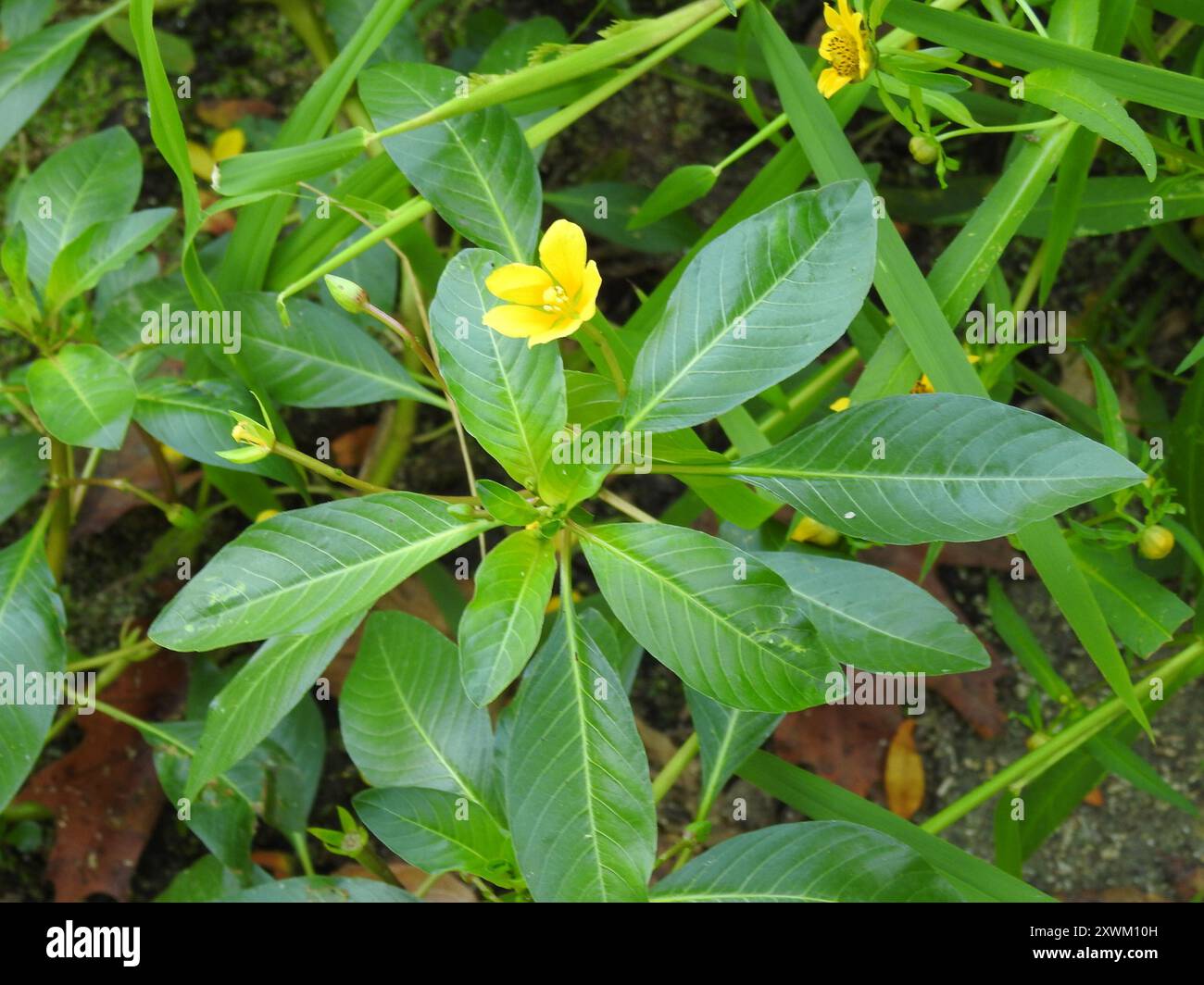 floating primrose-willow (Ludwigia peploides) Plantae Stock Photo - Alamy