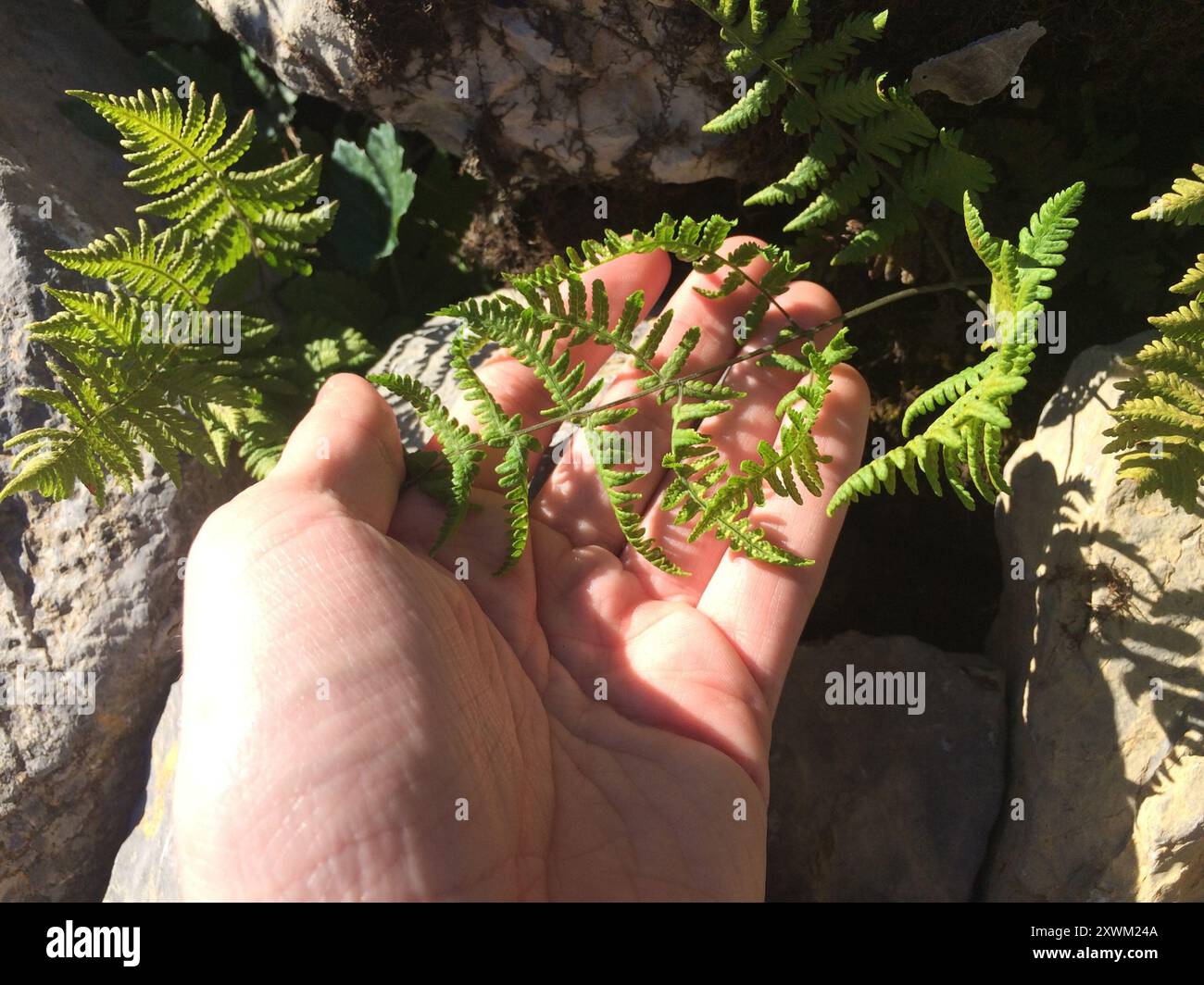 limestone oak fern (Gymnocarpium robertianum) Plantae Stock Photo - Alamy