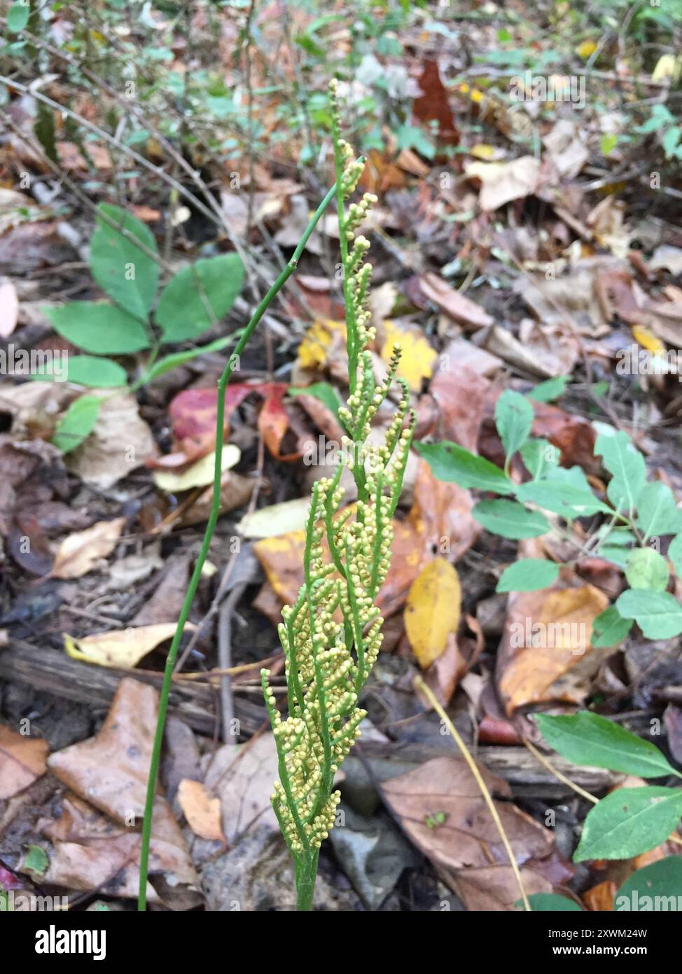 Cutleaf Grapefern (Sceptridium dissectum) Plantae Stock Photo - Alamy