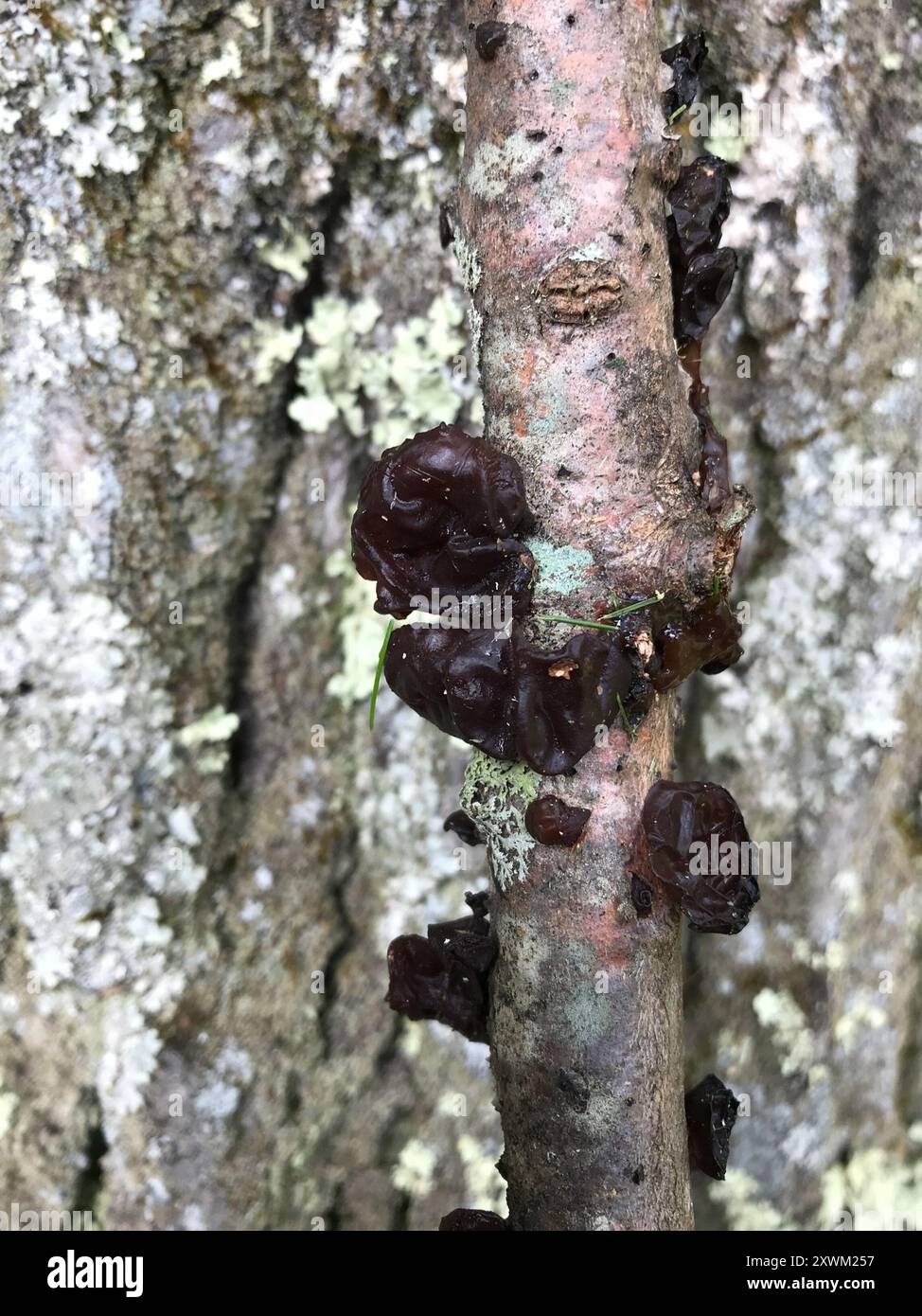 Exidia crenata hi-res stock photography and images - Alamy