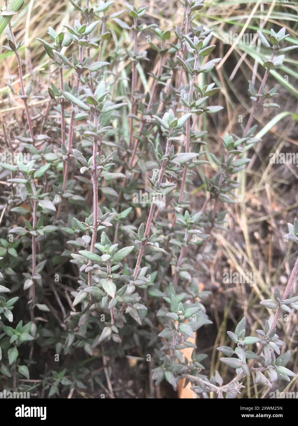 common thyme (Thymus vulgaris) Plantae Stock Photo - Alamy