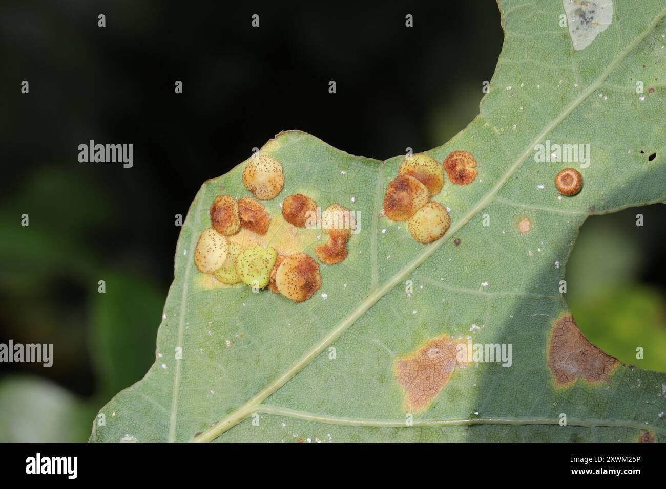 Common Spangle Gall Wasp (Neuroterus quercusbaccarum) Insecta Stock ...