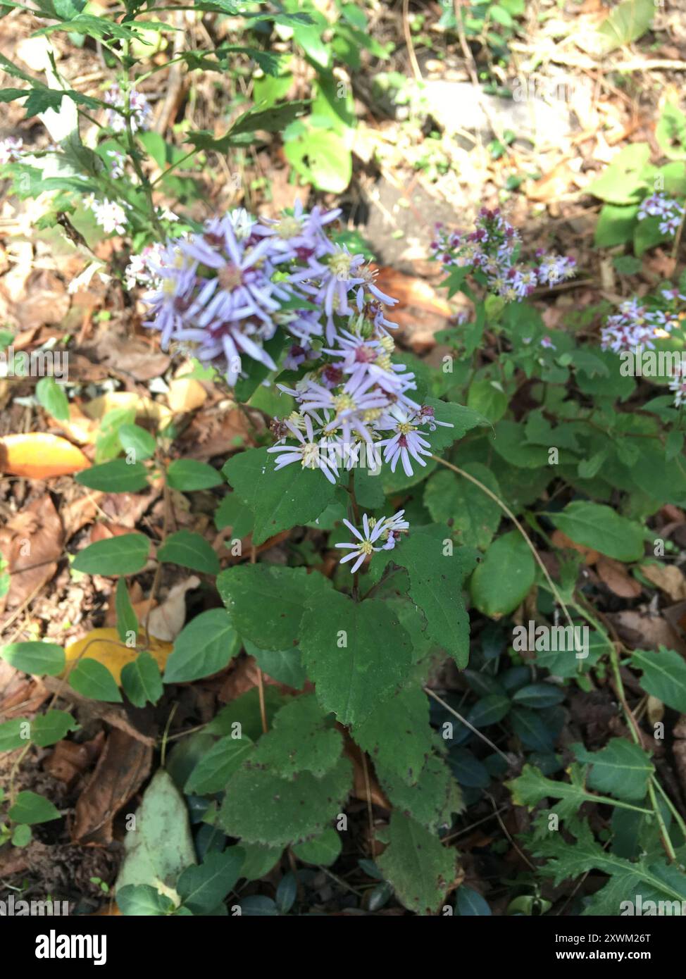 Common Blue Wood Aster (Symphyotrichum cordifolium) Plantae Stock Photo ...