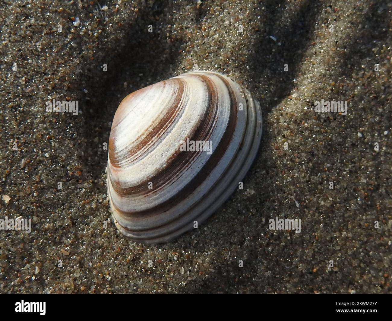 Elliptical Trough Shell (Spisula elliptica) Mollusca Stock Photo - Alamy