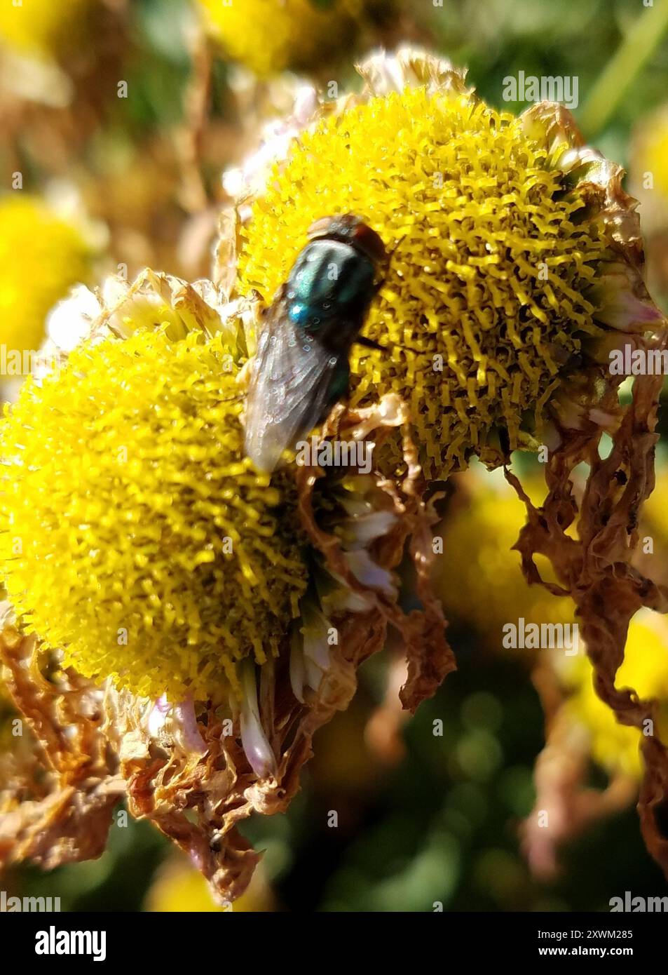 Secondary Screwworm Fly (Cochliomyia macellaria) Insecta Stock Photo ...