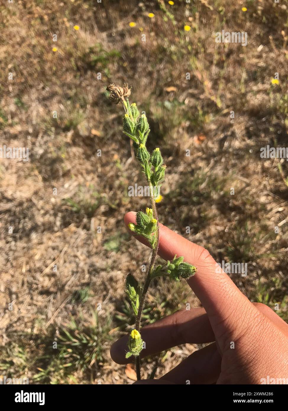 grassy tarweed (Madia gracilis) Plantae Stock Photo - Alamy