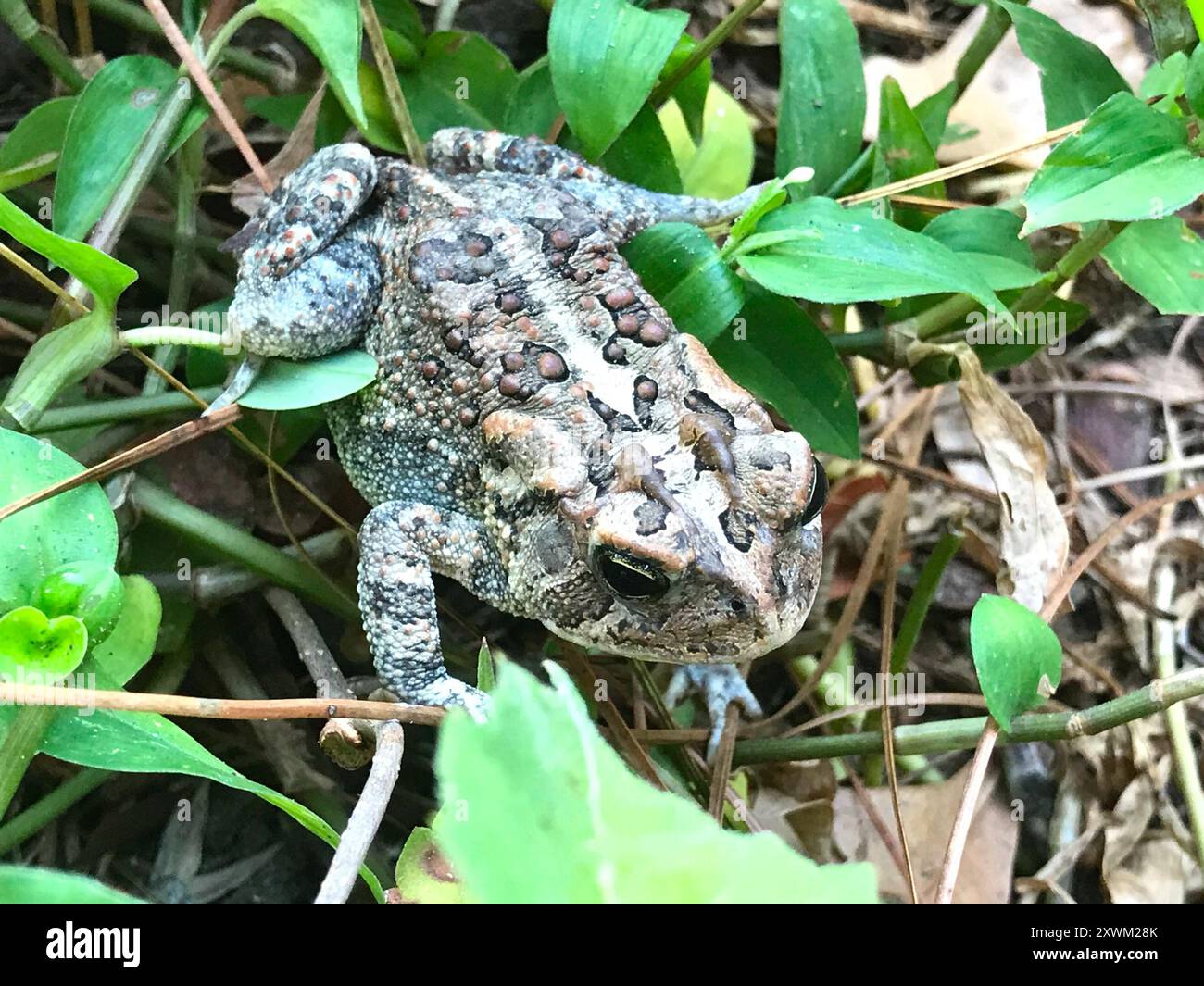 Southern Toad (Anaxyrus terrestris) Amphibia Stock Photo - Alamy