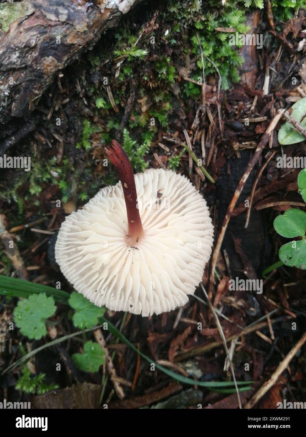pinwheel family (Marasmiaceae) Fungi Stock Photo - Alamy