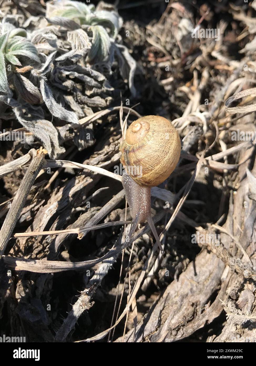 Garden Snail (Cornu aspersum) Mollusca Stock Photo - Alamy