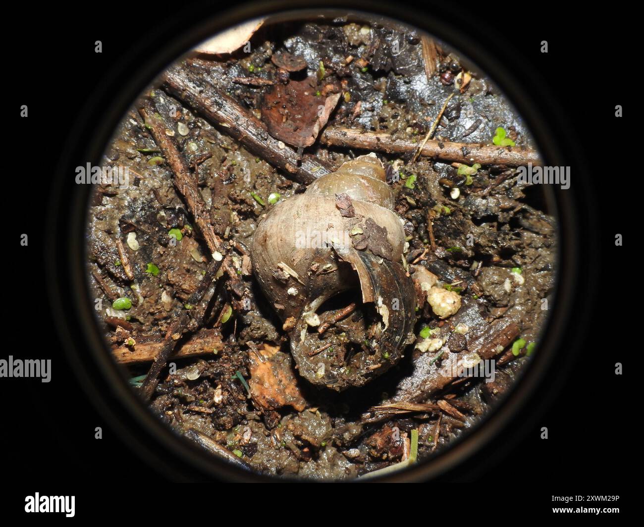 Chinese Mystery Snail (Cipangopaludina chinensis) Mollusca Stock Photo ...