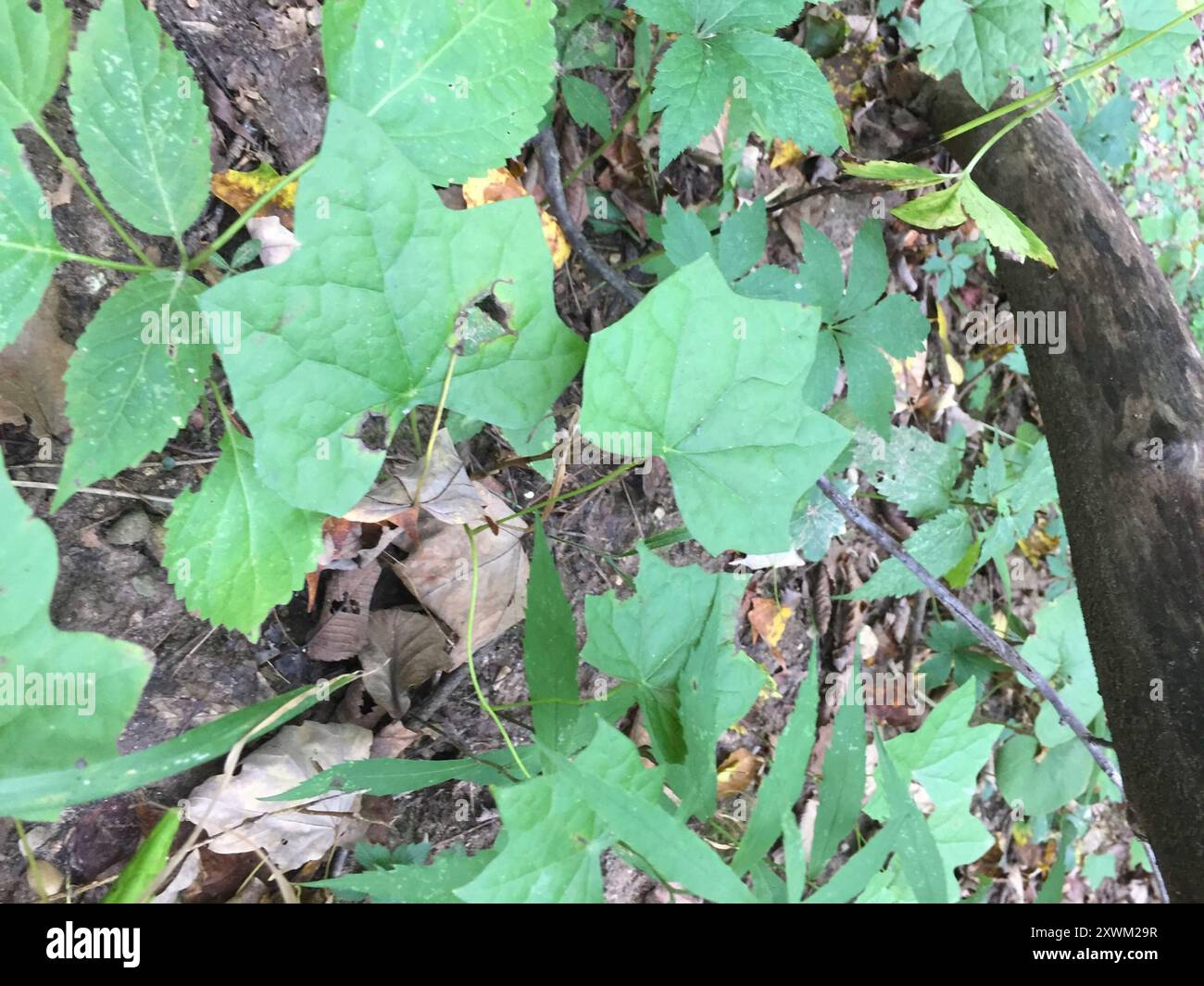 moonseed (Menispermum canadense) Plantae Stock Photo - Alamy
