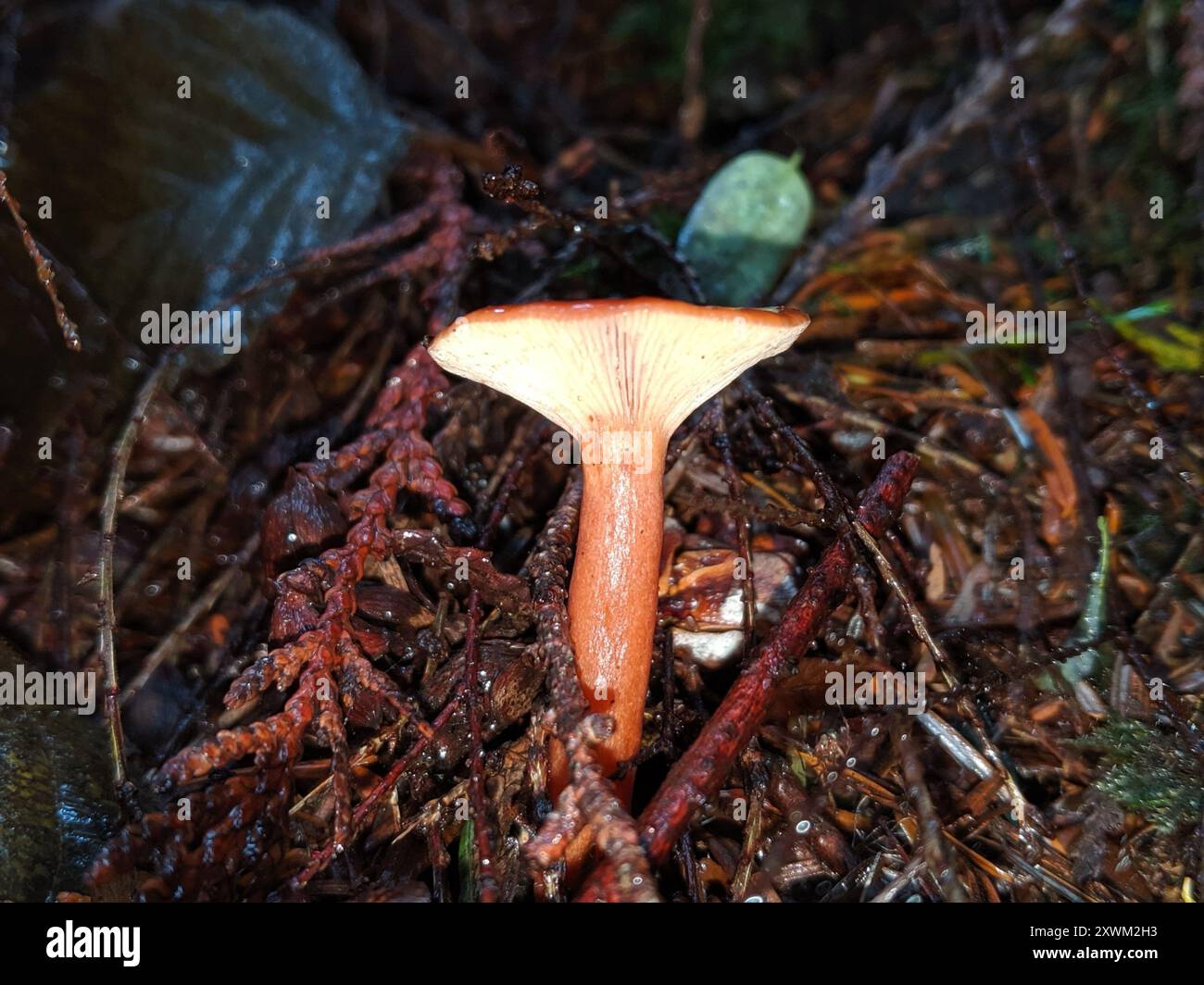 Common Milkcaps (Lactarius) Fungi Stock Photo - Alamy