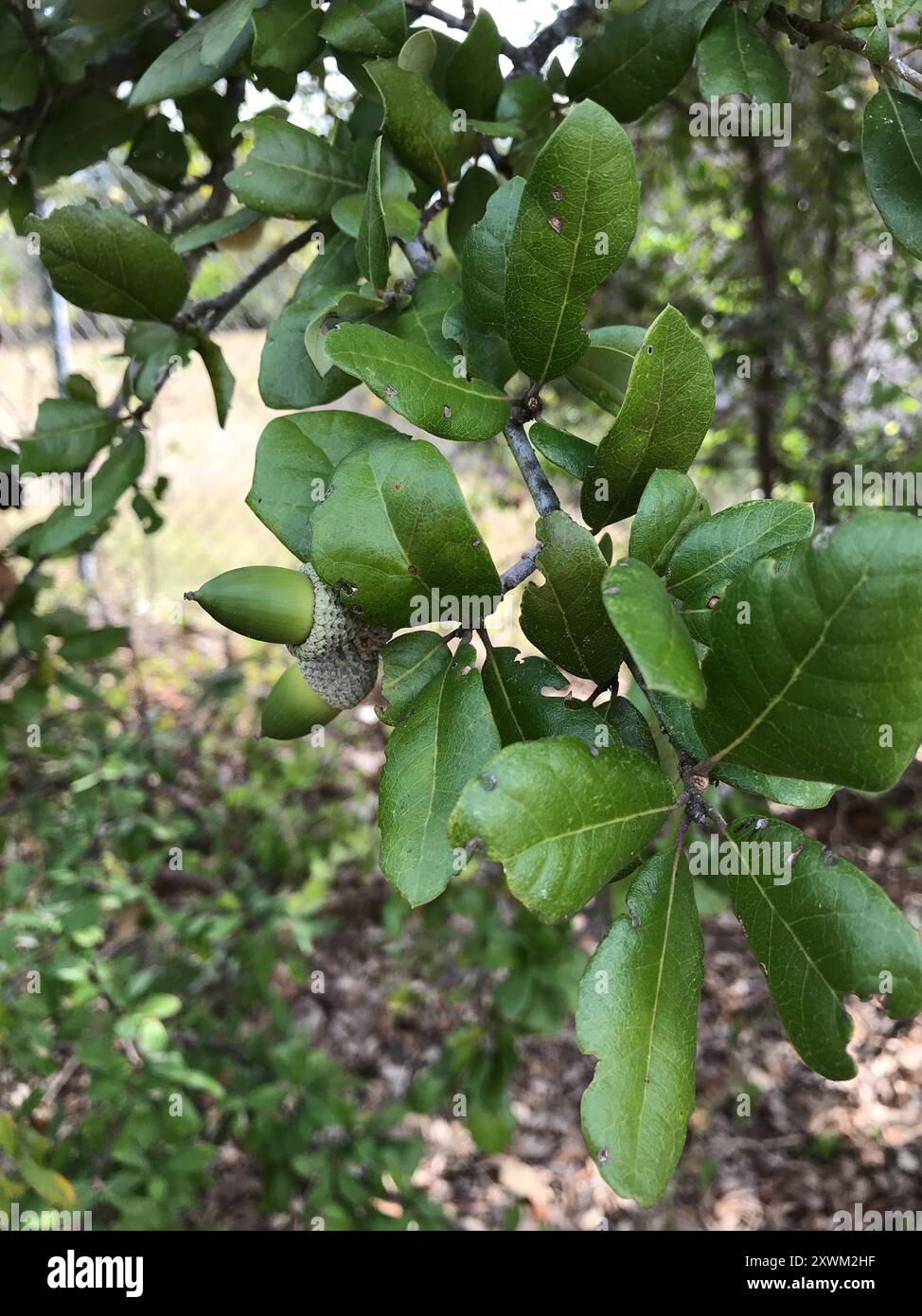 Texas live oak (Quercus fusiformis) Plantae Stock Photo - Alamy