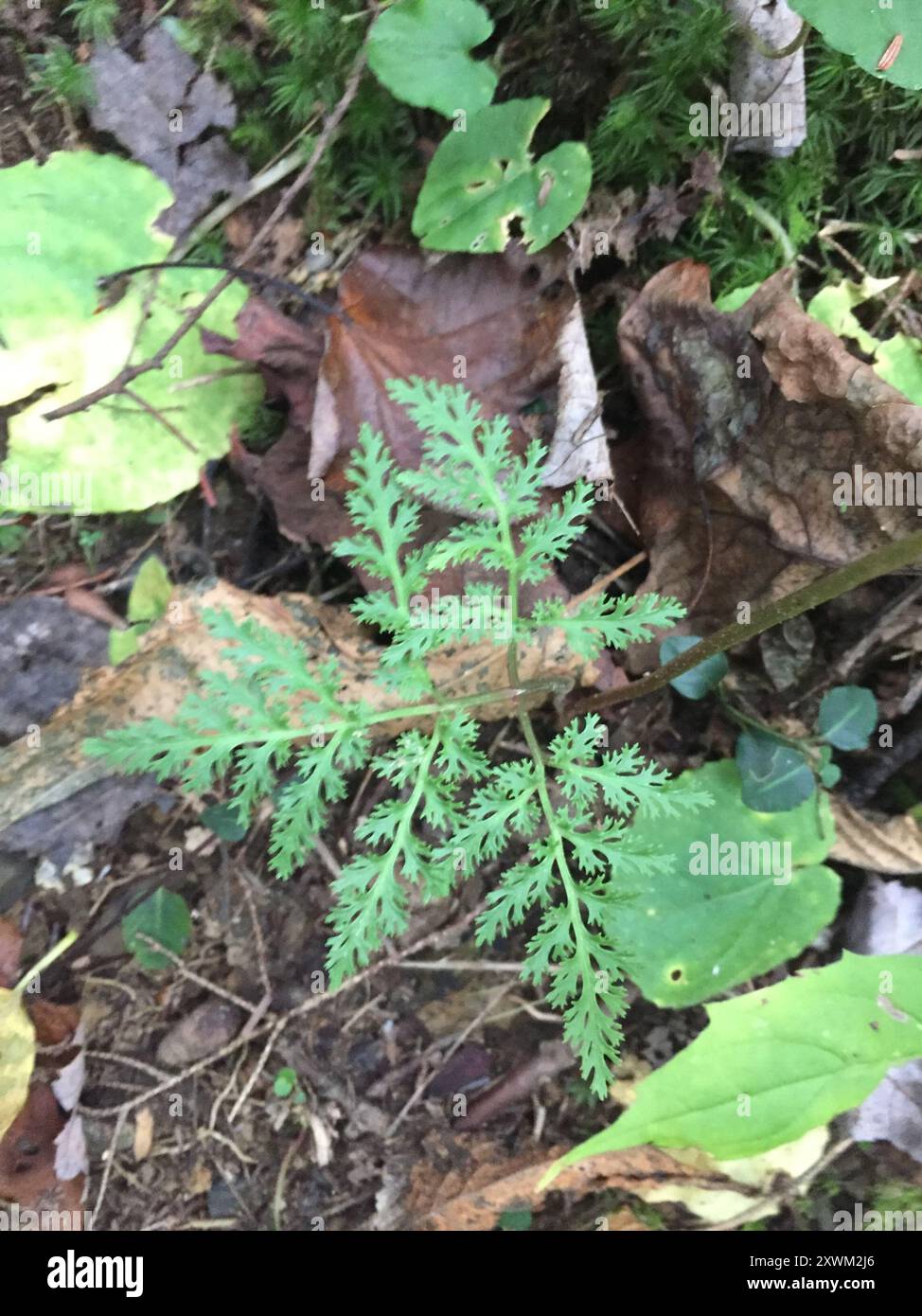 cut-leaved grapefern (Sceptridium dissectum dissectum) Plantae Stock ...