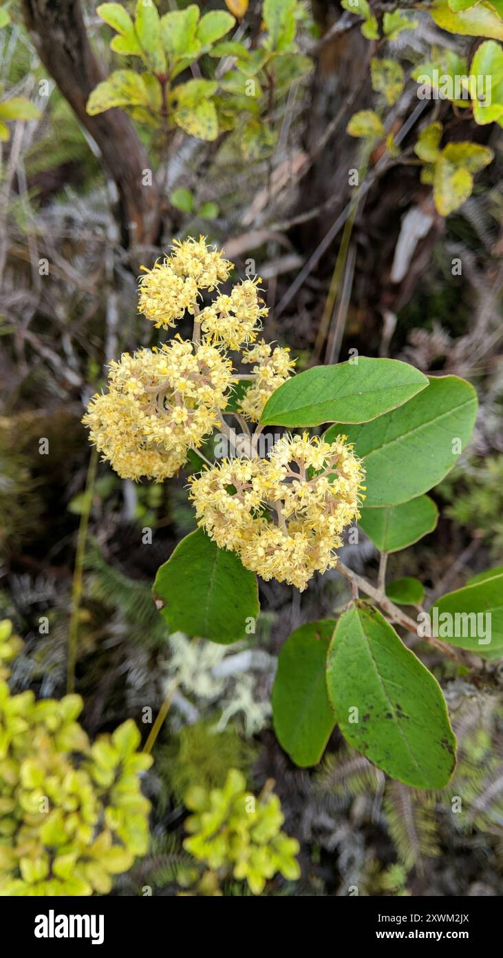 Kumarahou hi-res stock photography and images - Alamy