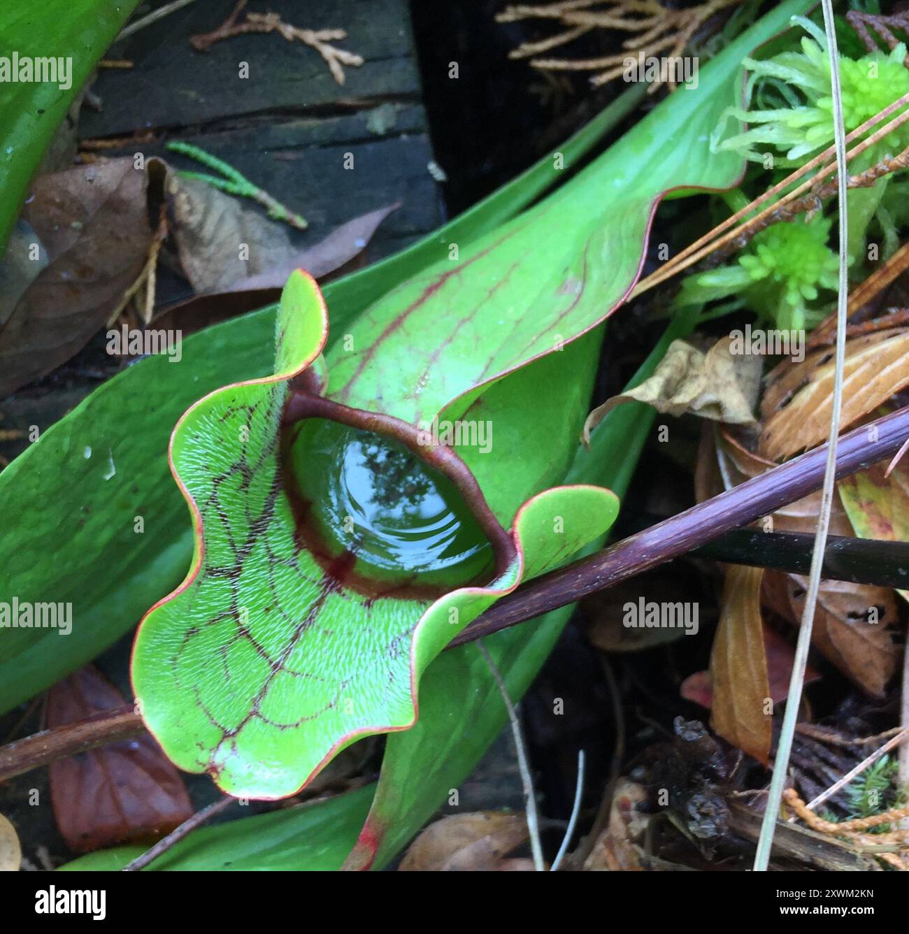purple pitcher plant (Sarracenia purpurea) Plantae Stock Photo - Alamy