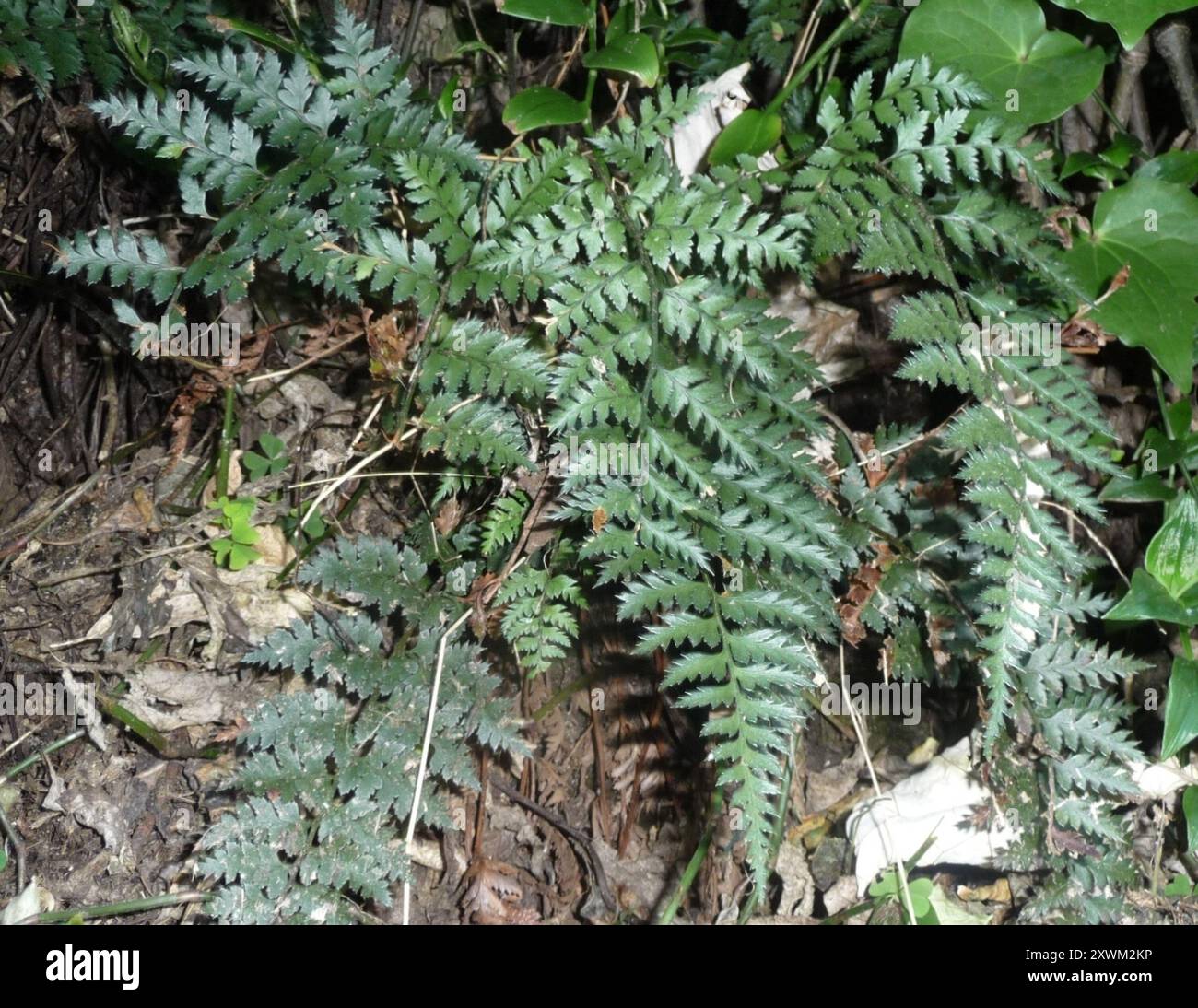shield ferns (Polystichum) Plantae Stock Photo - Alamy