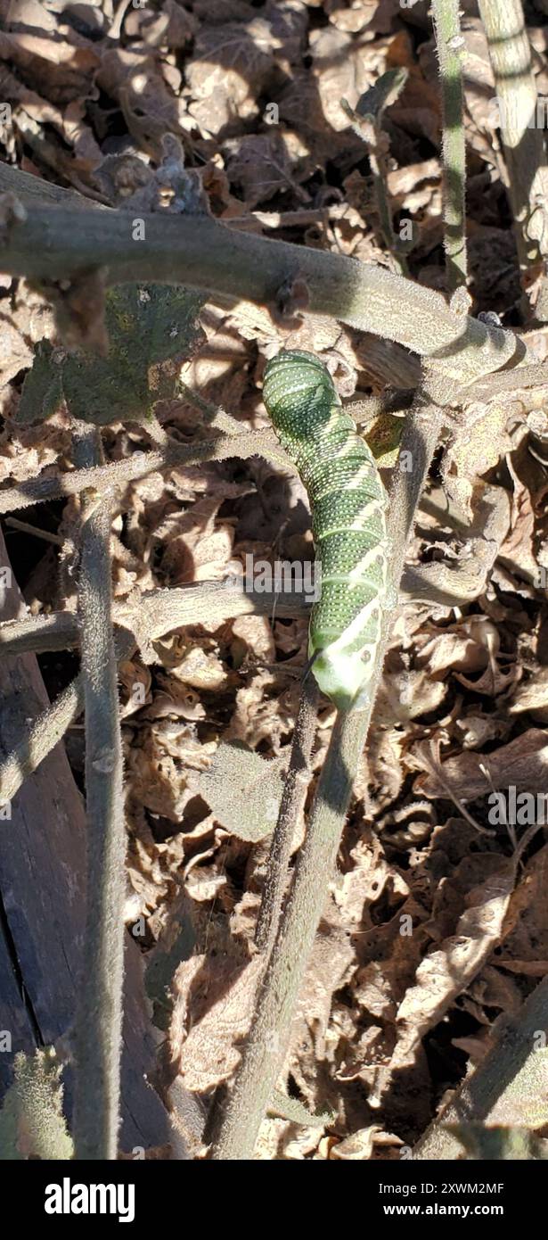 Five-spotted Hawk Moth (Manduca quinquemaculatus) Insecta Stock Photo ...