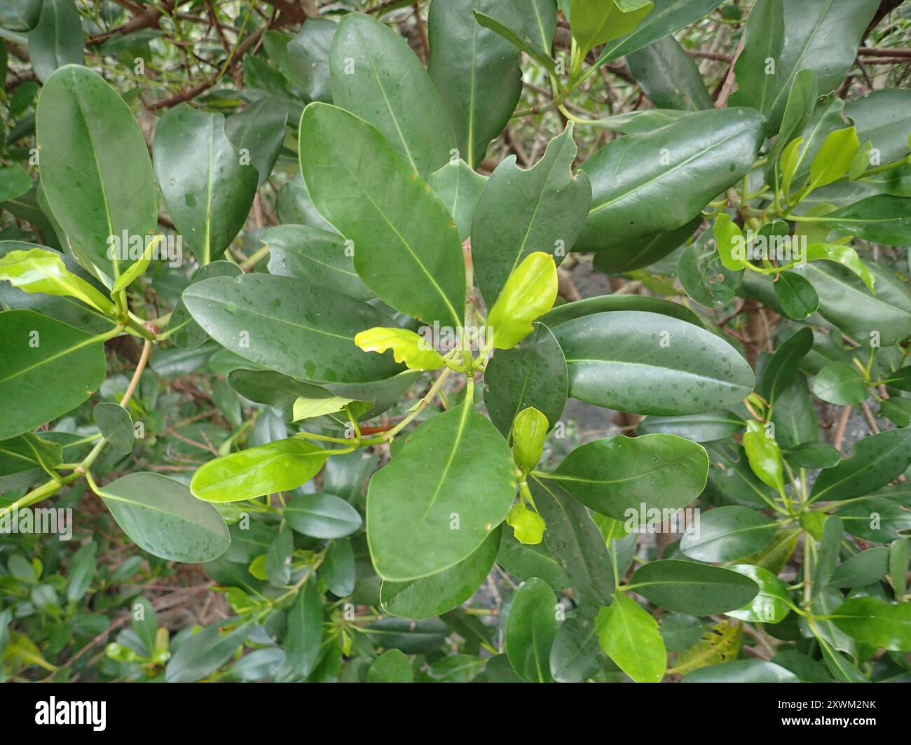Kandelia obovata hi-res stock photography and images - Alamy