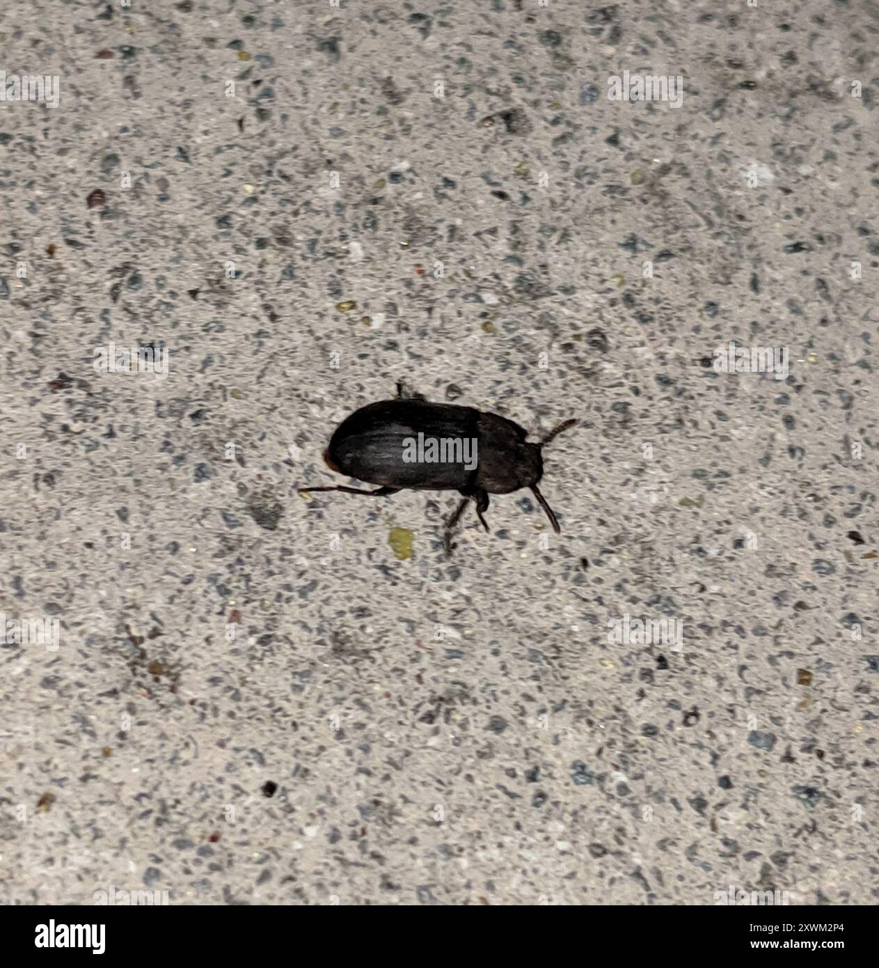 Dusty Surface Beetles (Gonocephalum) Insecta Stock Photo - Alamy